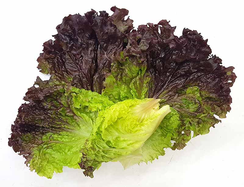 قیمت خرید فروش کاهو فرانسه قرمز (برگ شده) Red Lolo Rosso - فروشگاه ...